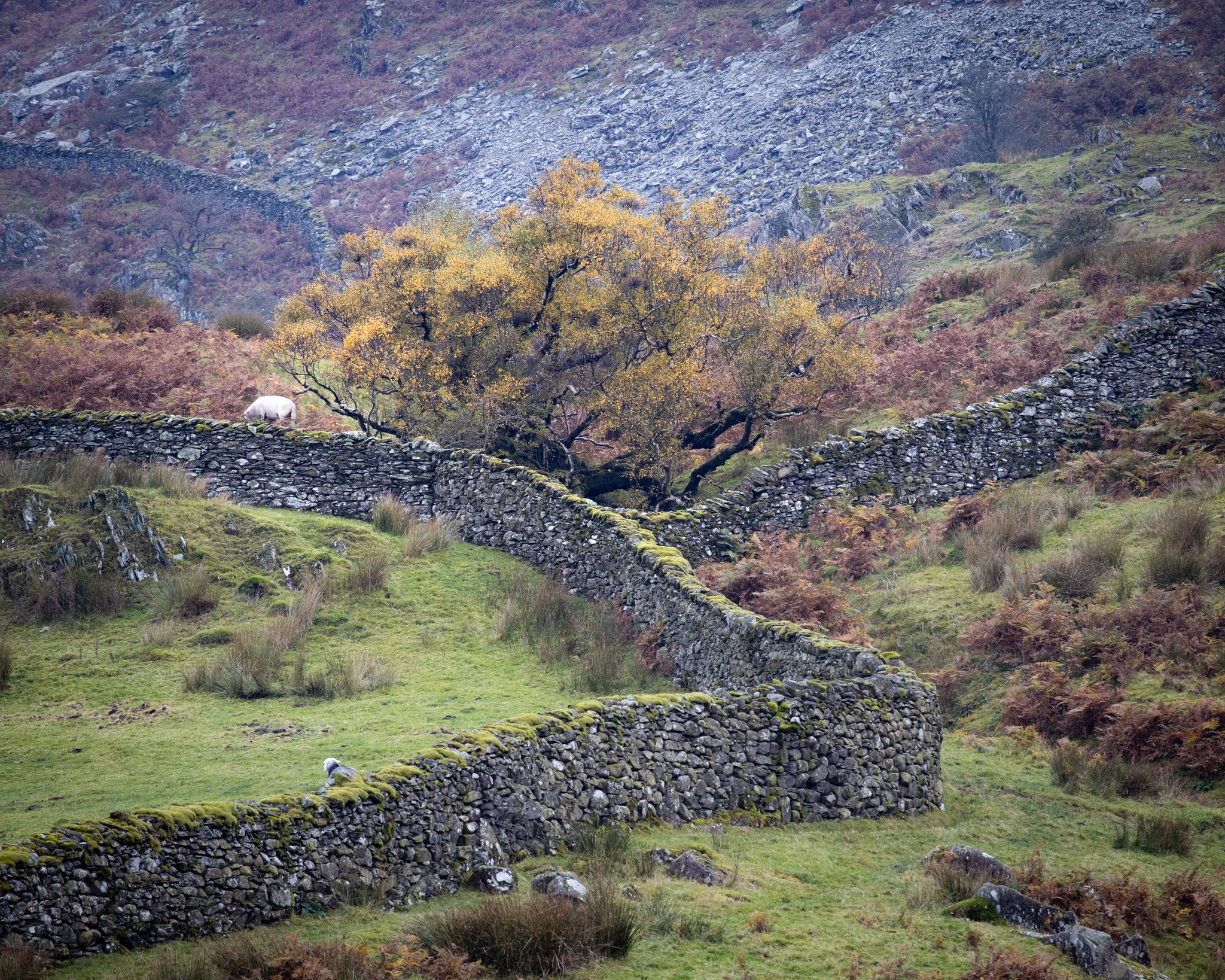 Birch Wall | Kris Brown Photography